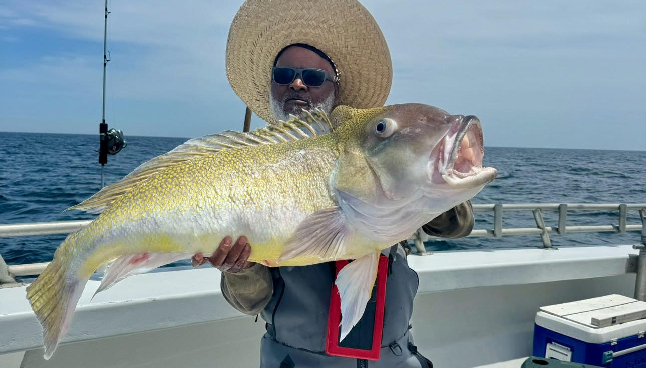 Golden Tilefish | Gambler Fishing